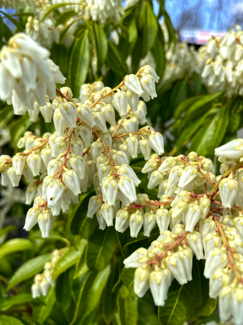 Blog – Sloatsburg Nursery