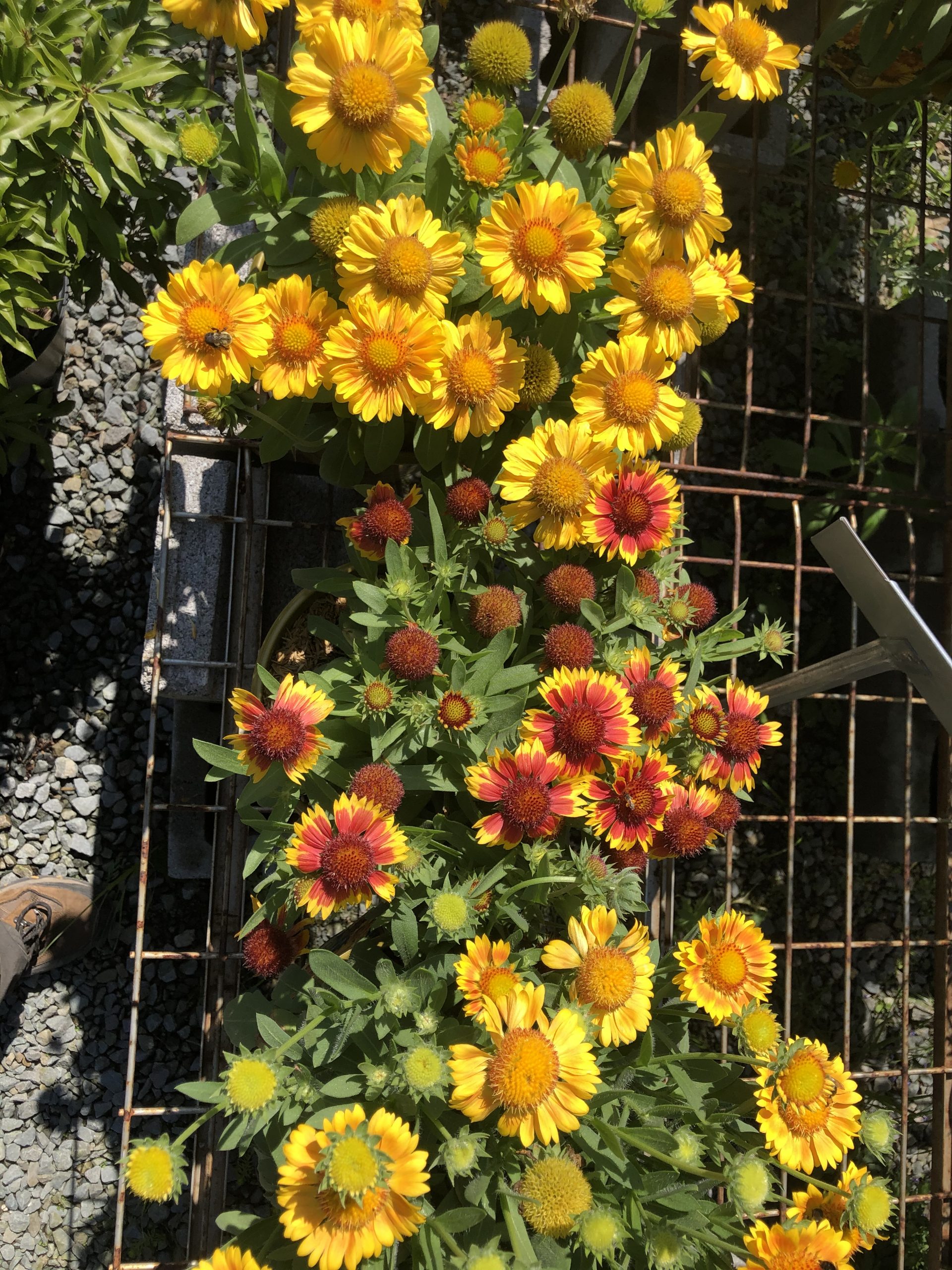 Blog – Sloatsburg Nursery